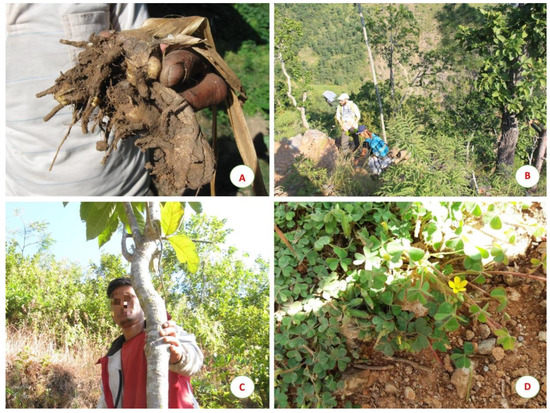 Traditional Uses of Medicinal Plants by Ethnic People in the ...