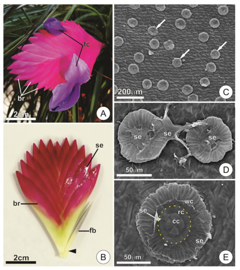 Plants | Special Issue : Plant Secretory Structures