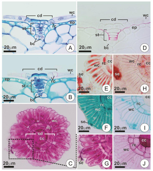 Plants | Special Issue : Plant Secretory Structures