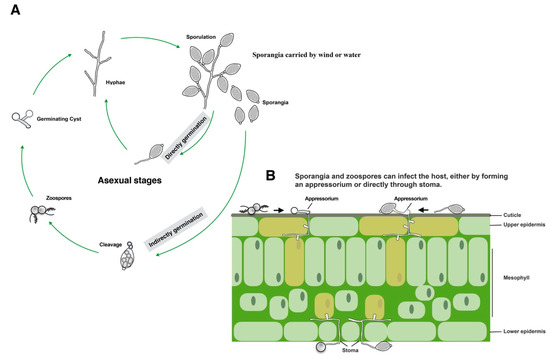 Oomycetes Diagram
