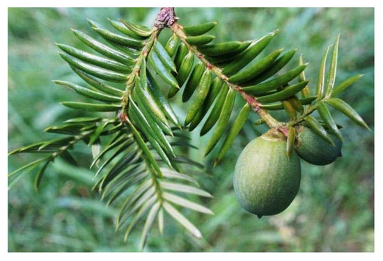 Aromatic Herbs, Medicinal Plant-Derived Essential Oils, and ...