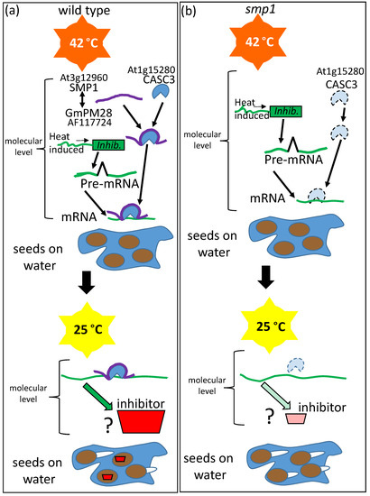 Late Embryogenesis Abundant Protein–Client Protein Interactions