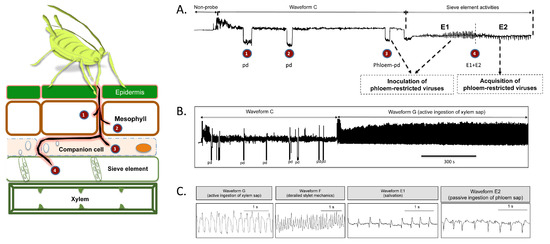 Feeding Behavior and Virus-transmission Ability of Insect Vectors ...