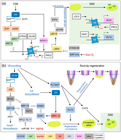 Advances in Plant Regeneration: Shake, Rattle and Roll