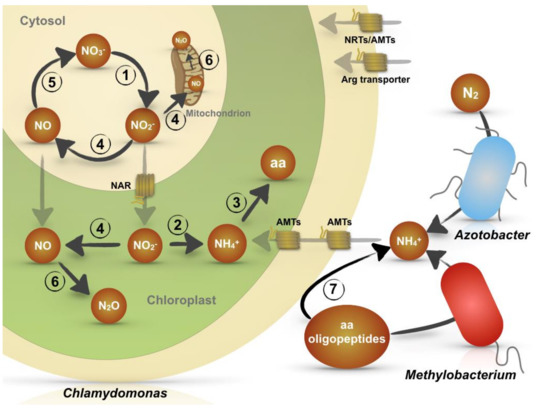 Plants | Special Issue : Plant Nitrogen Assimilation and Metabolism