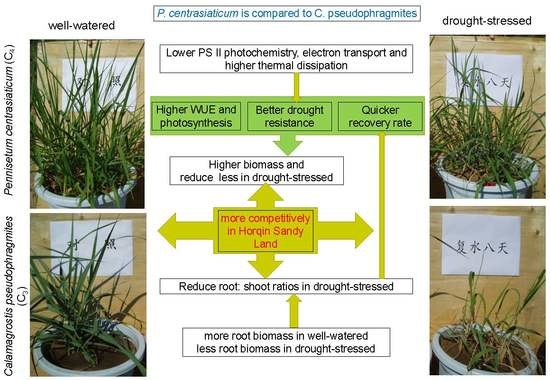 Plants | Special Issue : Water Stress and Desiccation Tolerance in Plants