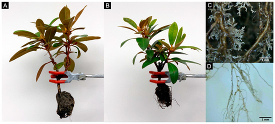 High pH Stress Affects Root Morphology and Nutritional Status of ...