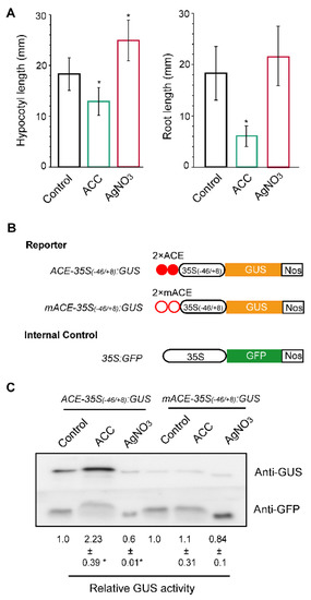 An AC-Rich Bean Element Serves as an Ethylene-Responsive Element in ...