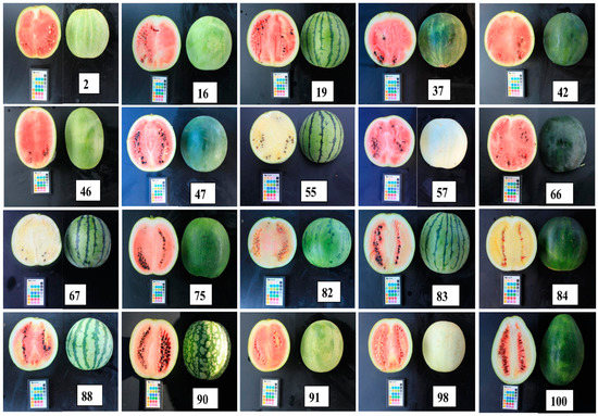 Fruit Morphology, Citrulline, and Arginine Levels in Diverse Watermelon ...