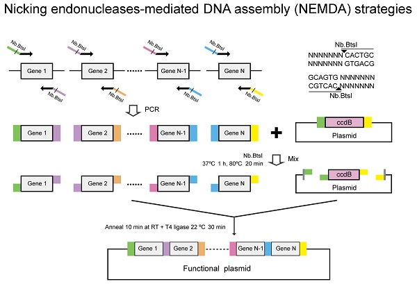 Plants | Free Full-Text | Nicking Endonuclease-Mediated Vector ...