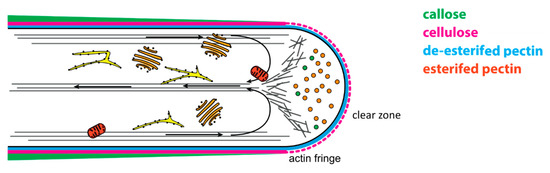 Signalling Pinpointed to the Tip: The Complex Regulatory Network That ...