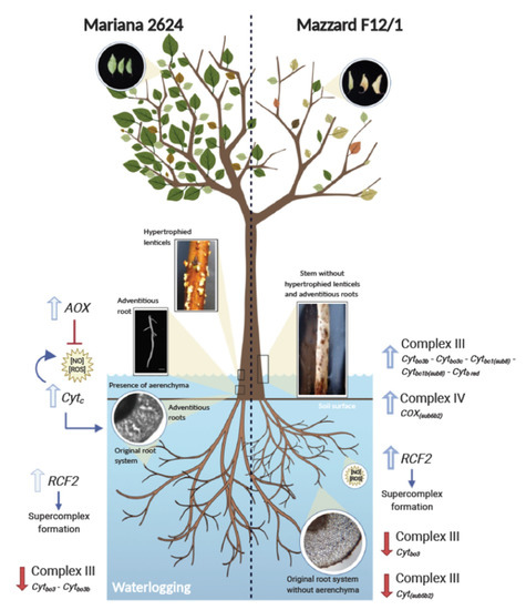 Keep Calm and Survive: Adaptation Strategies to Energy Crisis in Fruit ...