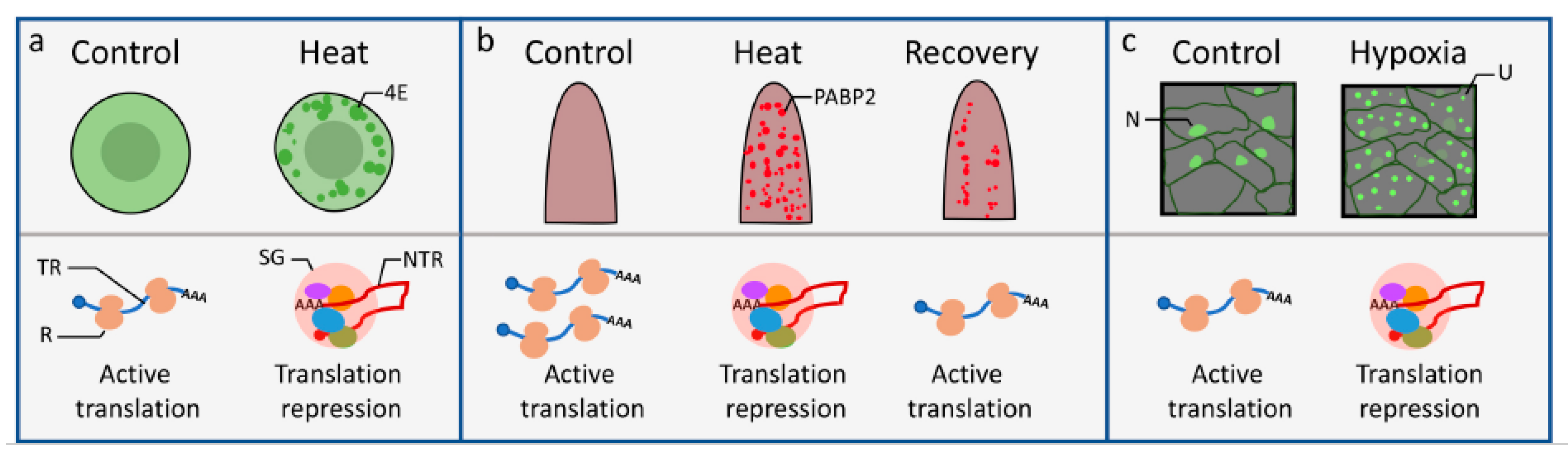Dynamics and Functions of Stress Granules and Processing Bodies in Plants