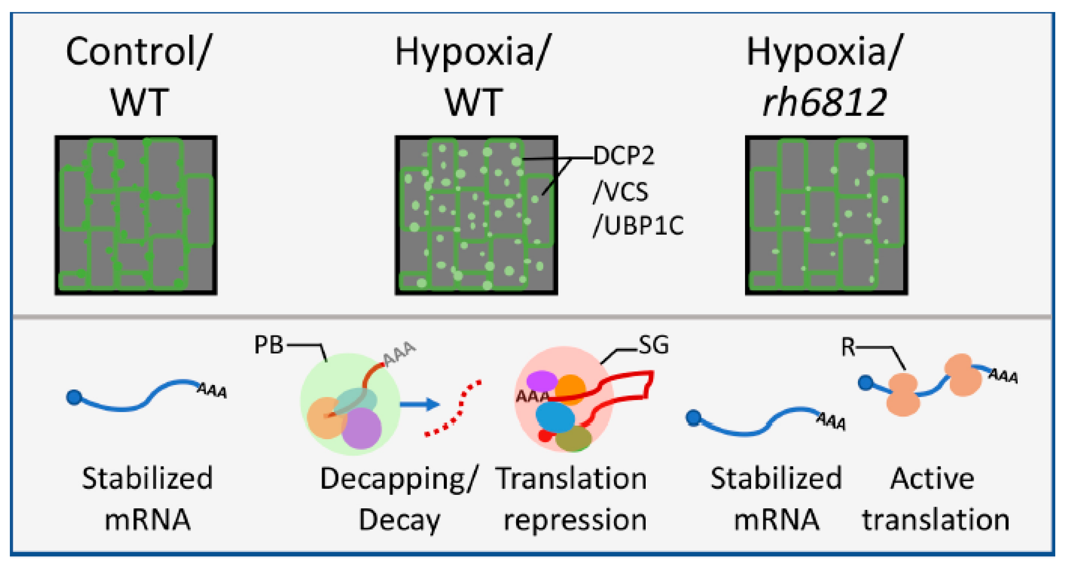 Dynamics and Functions of Stress Granules and Processing Bodies in Plants