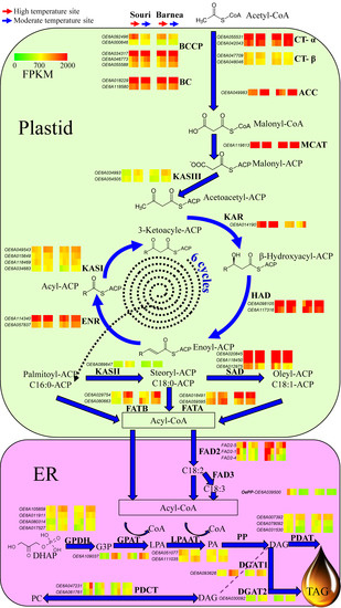 A High Temperature Environment Regulates the Olive Oil Biosynthesis Network