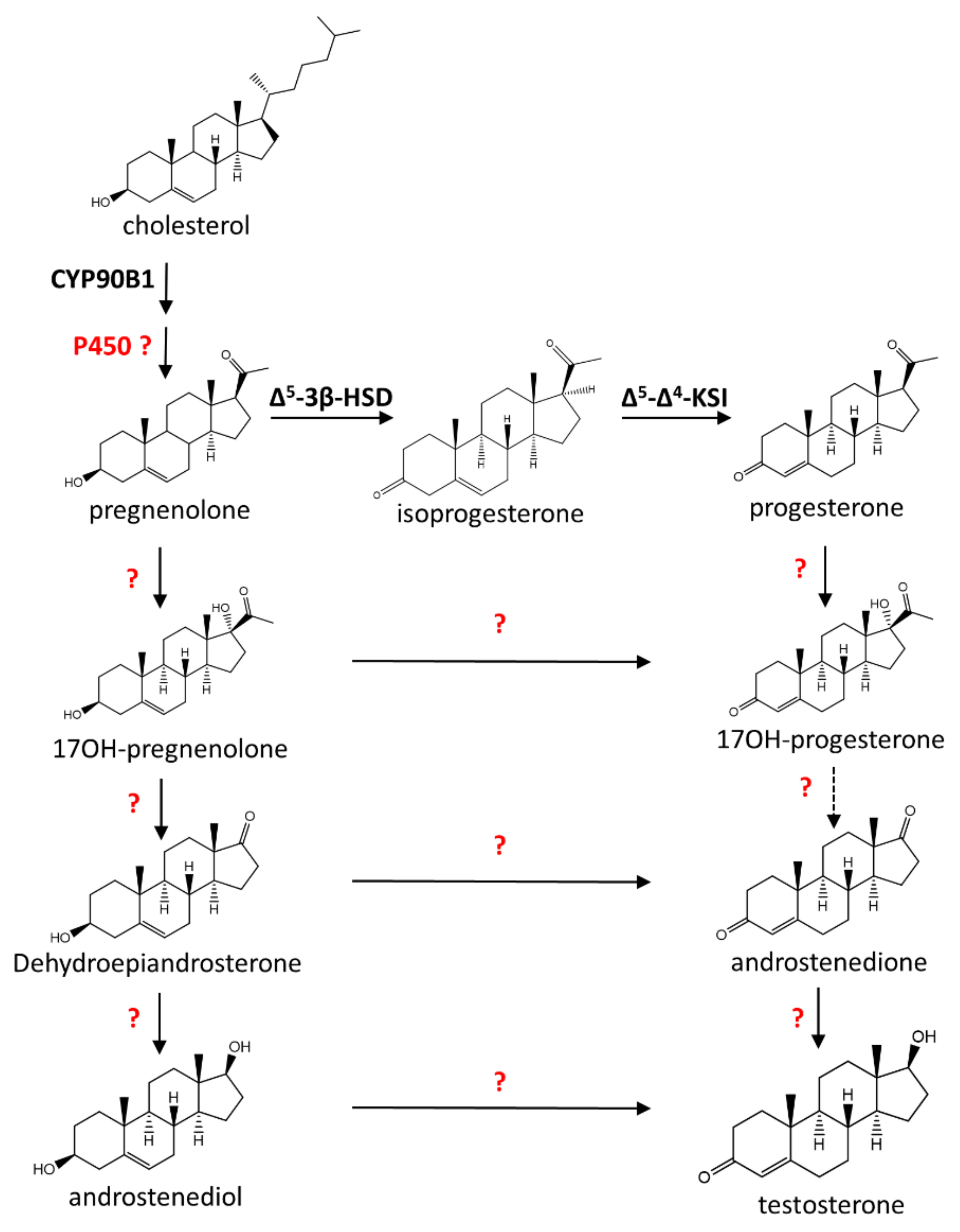 Androstènedione Δ4