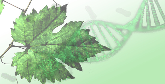 Plants | Special Issue : Diagnosis and Control of Plant Viral Diseases