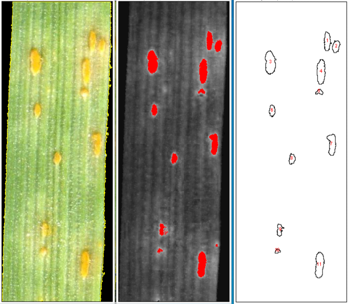 Plants | Free Full-Text | RUST: A Robust, User-Friendly Script Tool for ...