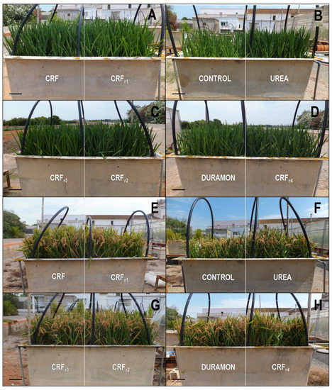 Enhanced Agronomic Efficiency Using a New Controlled-Released ...