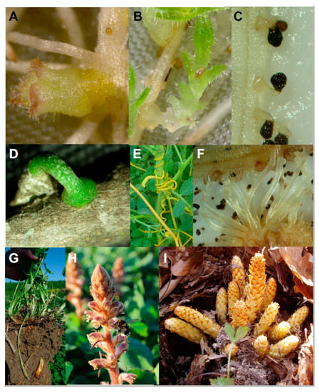 Management of Infection by Parasitic Weeds: A Review