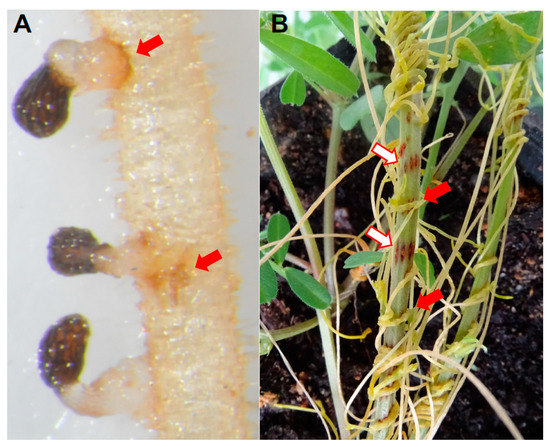 Management of Infection by Parasitic Weeds: A Review