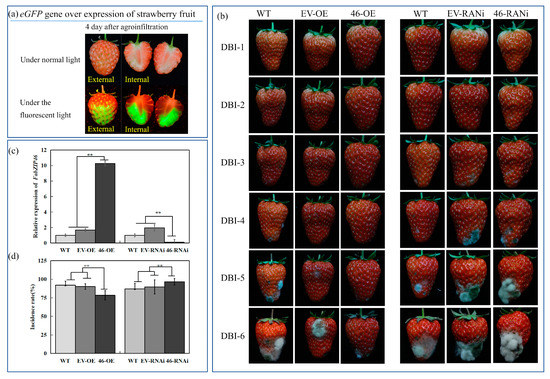 Genome-Wide Identification and Expression Analysis of the Strawberry ...