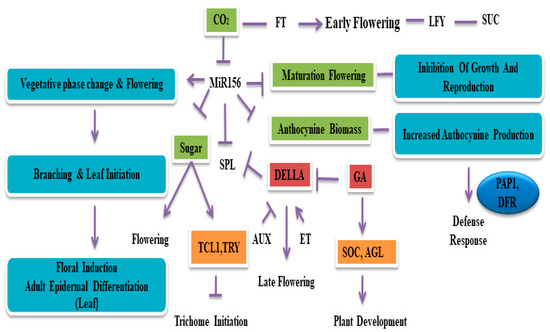 Characterizing the Role of the miR156-SPL Network in Plant Development ...