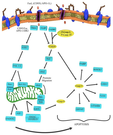 Therapeutic Application of Betalains: A Review