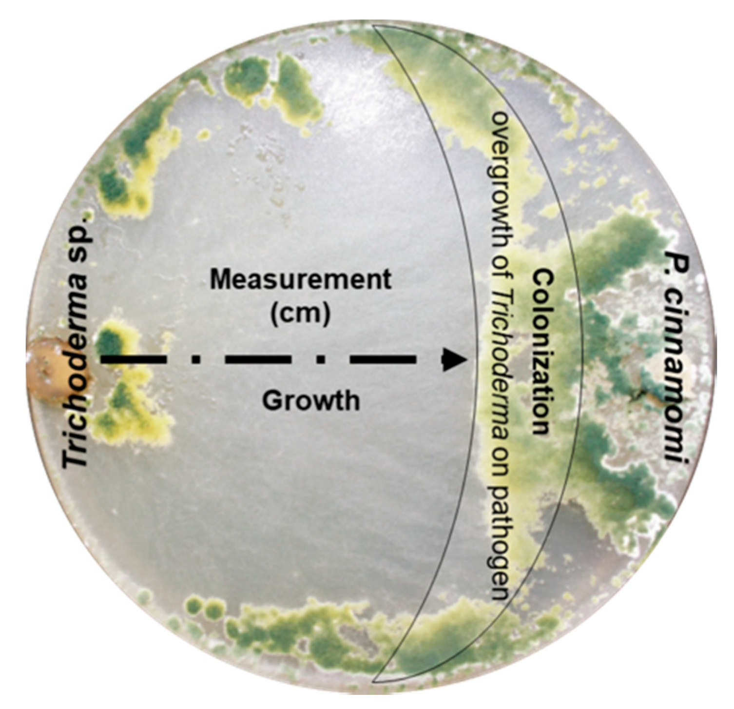 Endophytic Trichoderma Species Isolated from Persea americana and ...