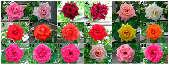 Comparative Analysis of Volatile Compounds of Gamma-Irradiated Mutants ...