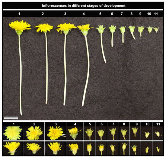 Inflorescence Development and Floral Organogenesis in Taraxacum kok-saghyz