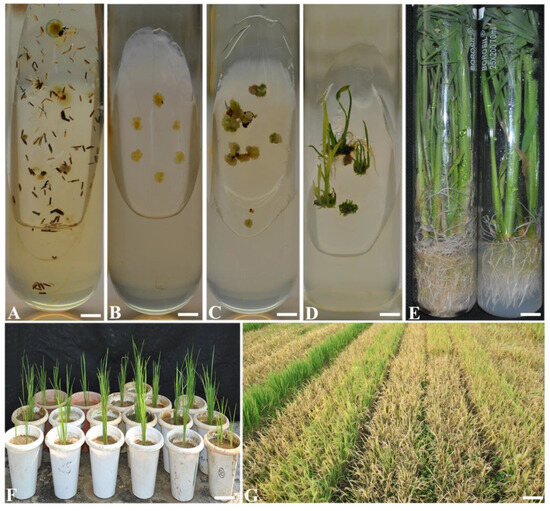 Plants | Free Full-Text | Anther Culture Efficiency in Quality Hybrid ...