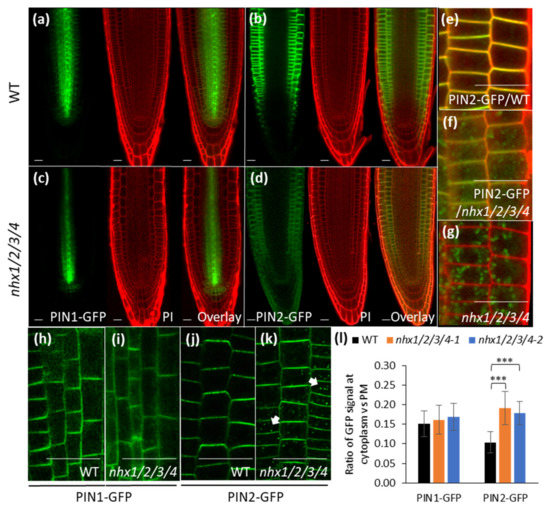 Auxin Homeostasis and Distribution of the Auxin Efflux Carrier PIN2 ...
