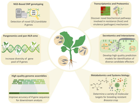 Understanding Host–Pathogen Interactions in Brassica napus in the Omics Era