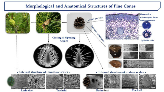 Plants | Free Full-Text | Functional Principles of Morphological and ...