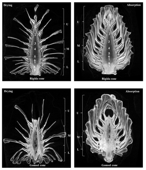 Functional Principles of Morphological and Anatomical Structures in ...