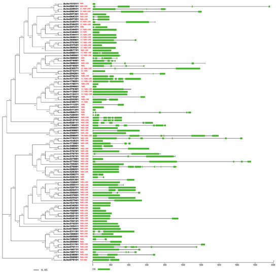 Identification and Analysis of NBS-LRR Genes in Actinidia chinensis Genome