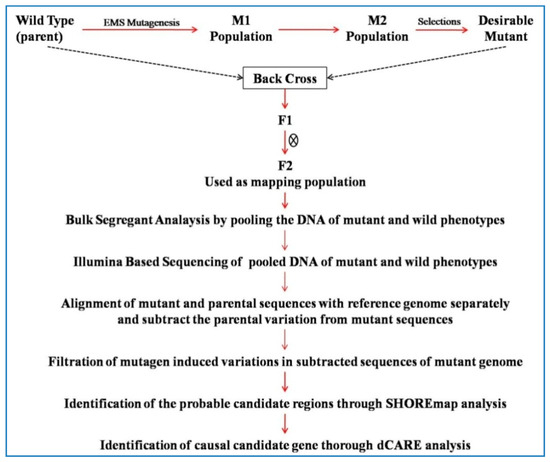 Next Generation Sequencing Based Forward Genetic Approaches for ...