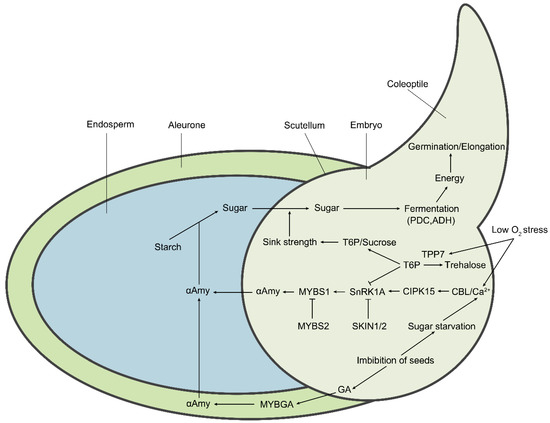 The Molecular Regulatory Pathways and Metabolic Adaptation in the Seed ...