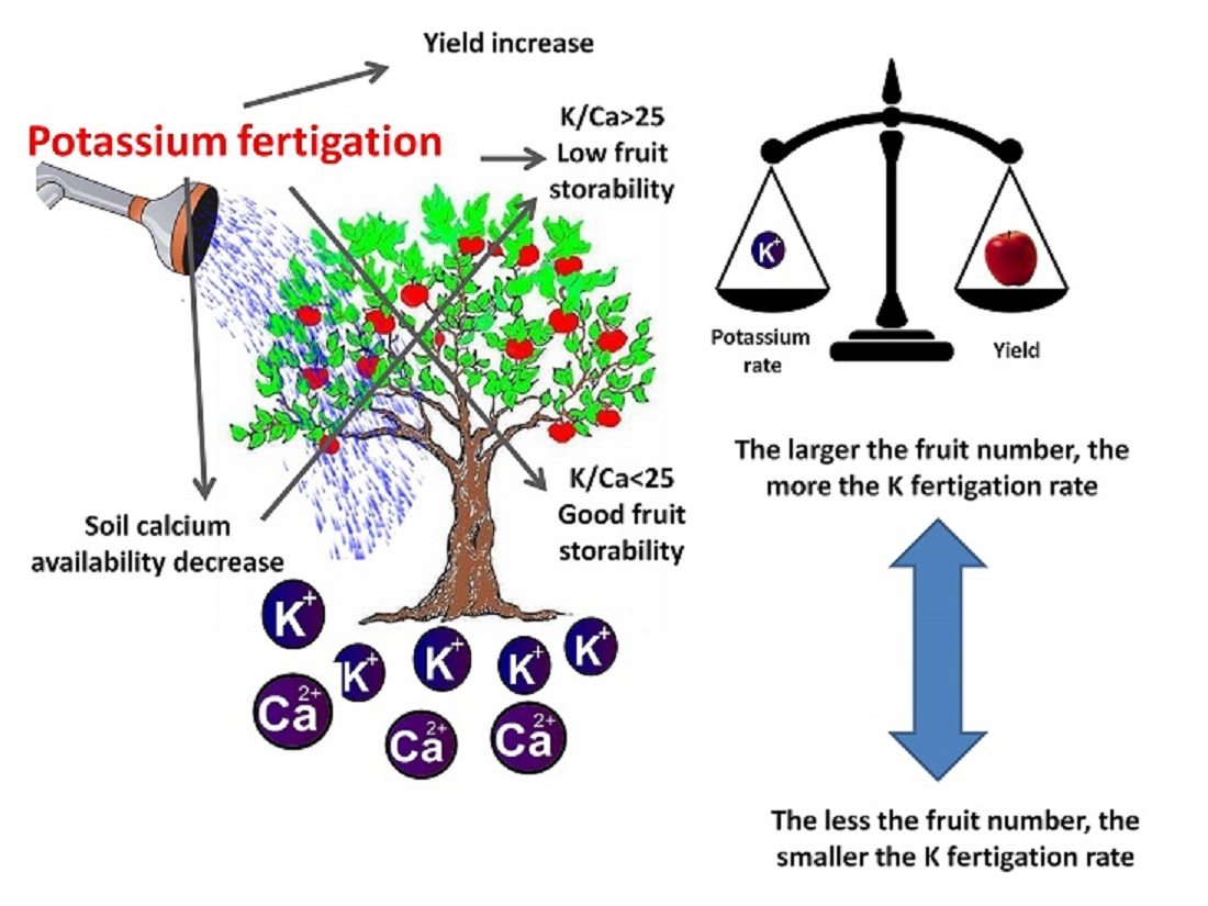 Plants | Free Full-Text | Correction of Potassium Fertigation Rate of ...