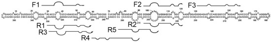 The Challenge for Rapid Detection of High-Structured Circular RNA ...