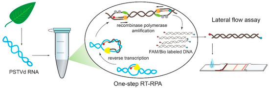 The Challenge for Rapid Detection of High-Structured Circular RNA ...