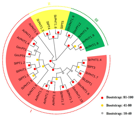 Functional Analysis of StPHT1;7, a Solanum tuberosum L. Phosphate ...