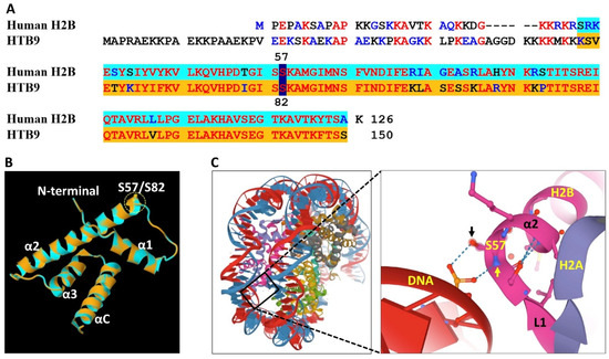 Plant Histone HTB (H2B) Variants in Regulating Chromatin Structure and ...