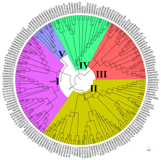 Identification and Expression of the Multidrug and Toxic Compound ...