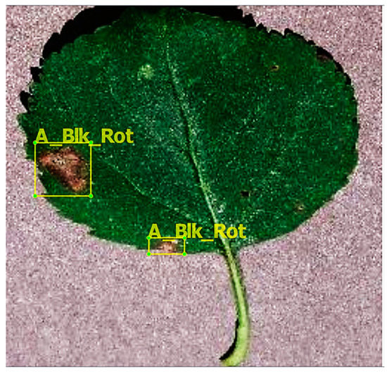 Plants | Free Full-Text | Image-Based Plant Disease Identification by ...