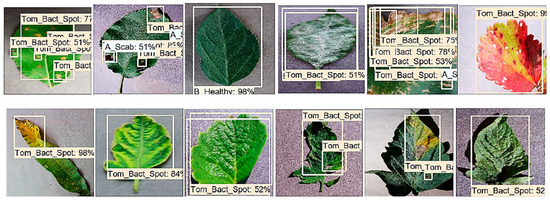 Plants | Free Full-Text | Image-Based Plant Disease Identification by ...