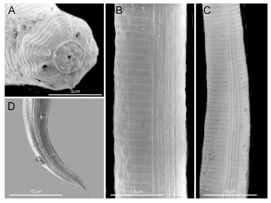 Taxonomy and Identification of Principal Foliar Nematode Species ...