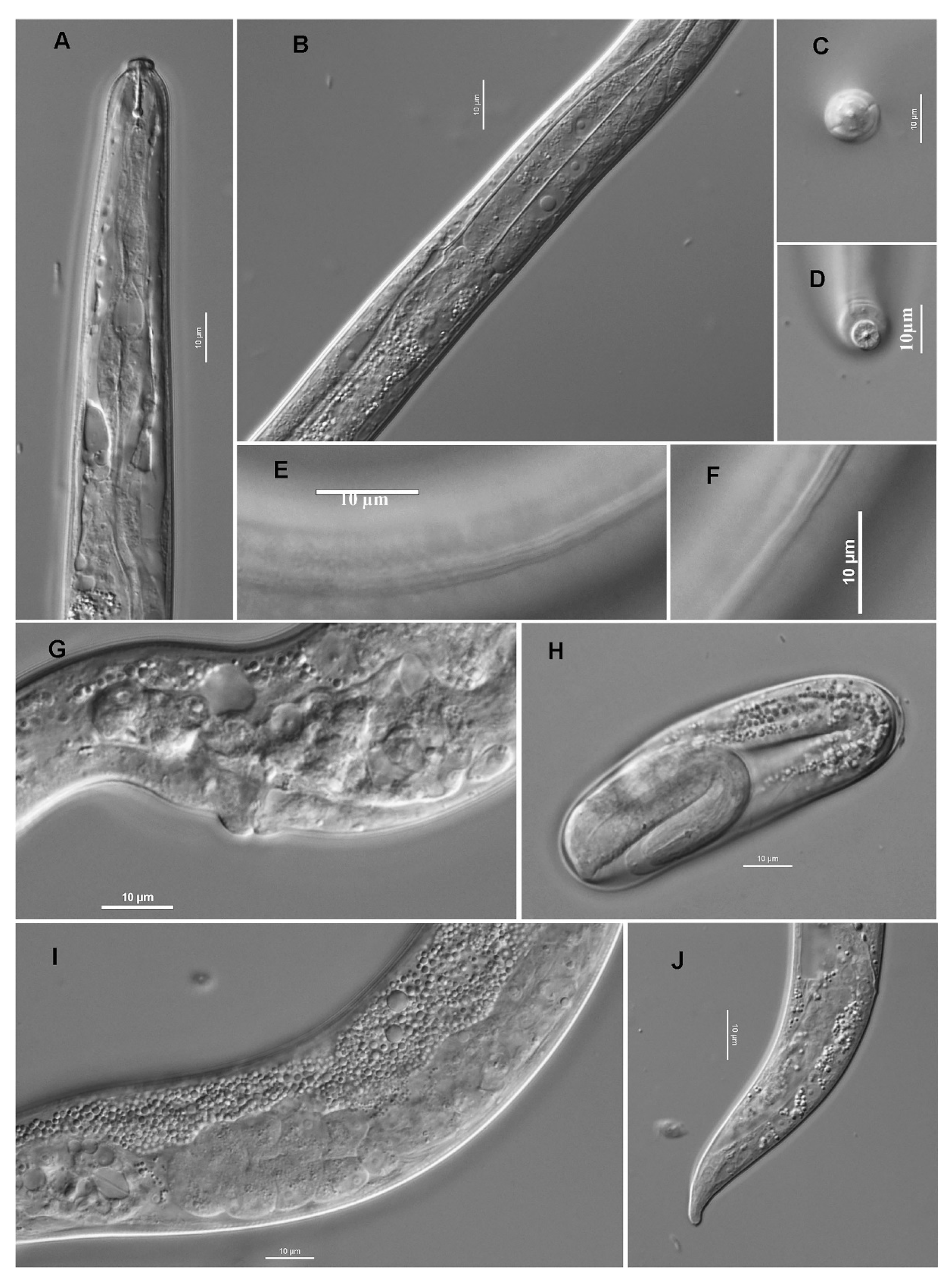Taxonomy and Identification of Principal Foliar Nematode Species ...