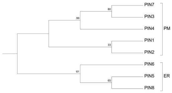 ER-Localized PIN Carriers: Regulators of Intracellular Auxin Homeostasis